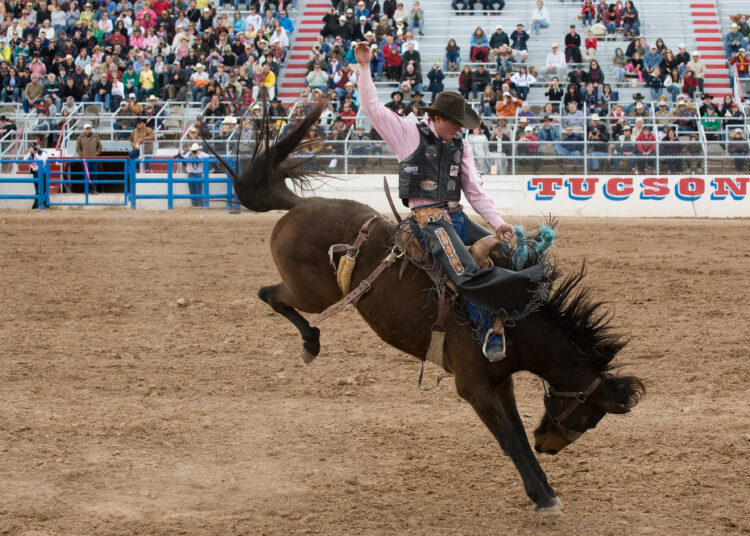 Arizona Citrus: A Guide to Local Oranges, Lemons, and Grapefruits ...