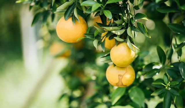 Arizona Citrus: A Guide to Local Oranges, Lemons, and Grapefruits ...